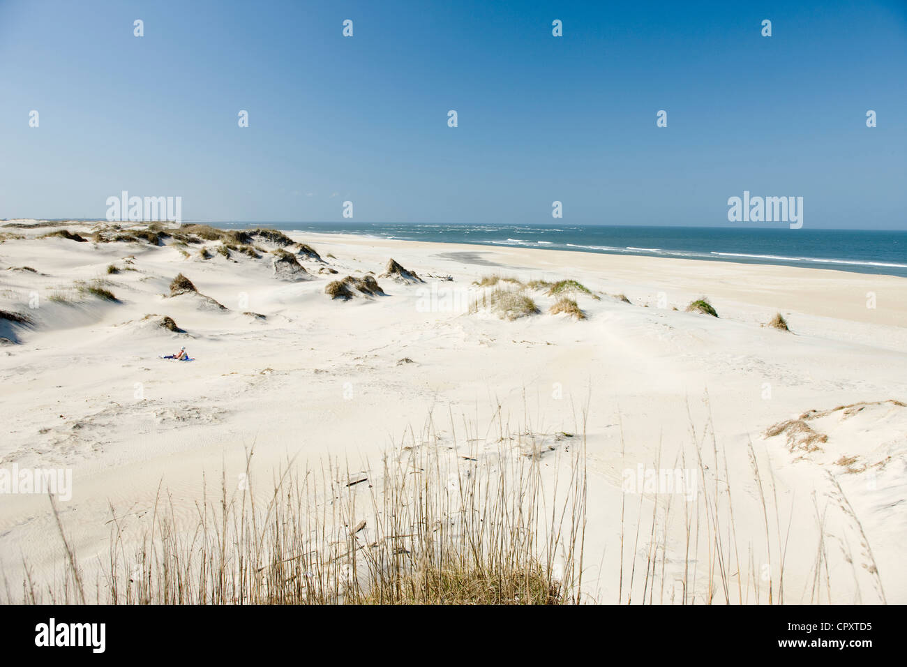 DUNES AND BEACH PEA ISLAND NATIONAL WILDLIFE REFUGE CAPE HATTERAS ...