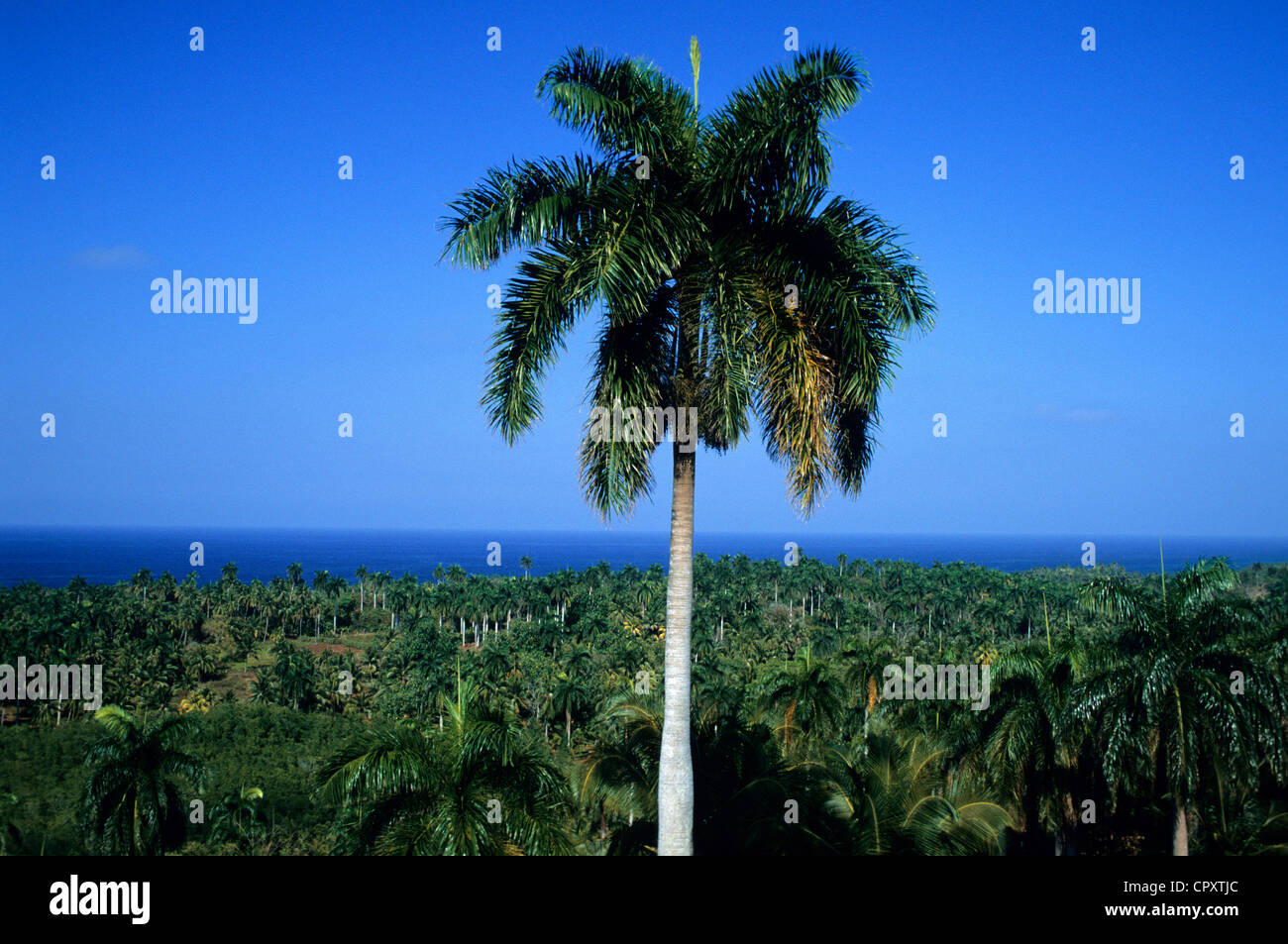 Regia cuba hi-res stock photography and images - Alamy
