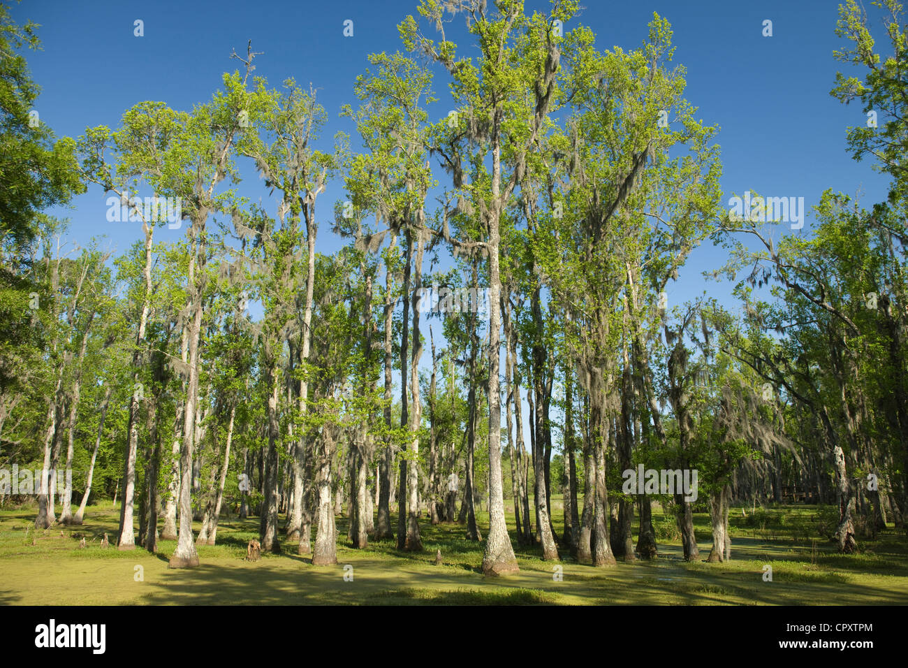 MANGROVE TREES RIVER WALK DRAYTON HALL GARDENS ASHLEY RIVER CHARLESTON ...