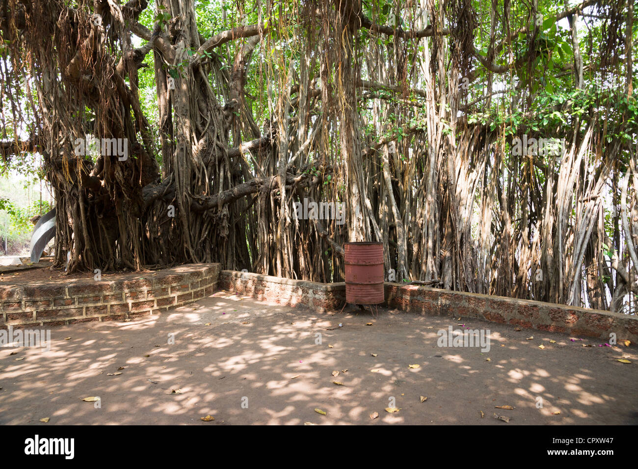 A banyan is a fig that starts its life as an epiphyte when its seeds ...