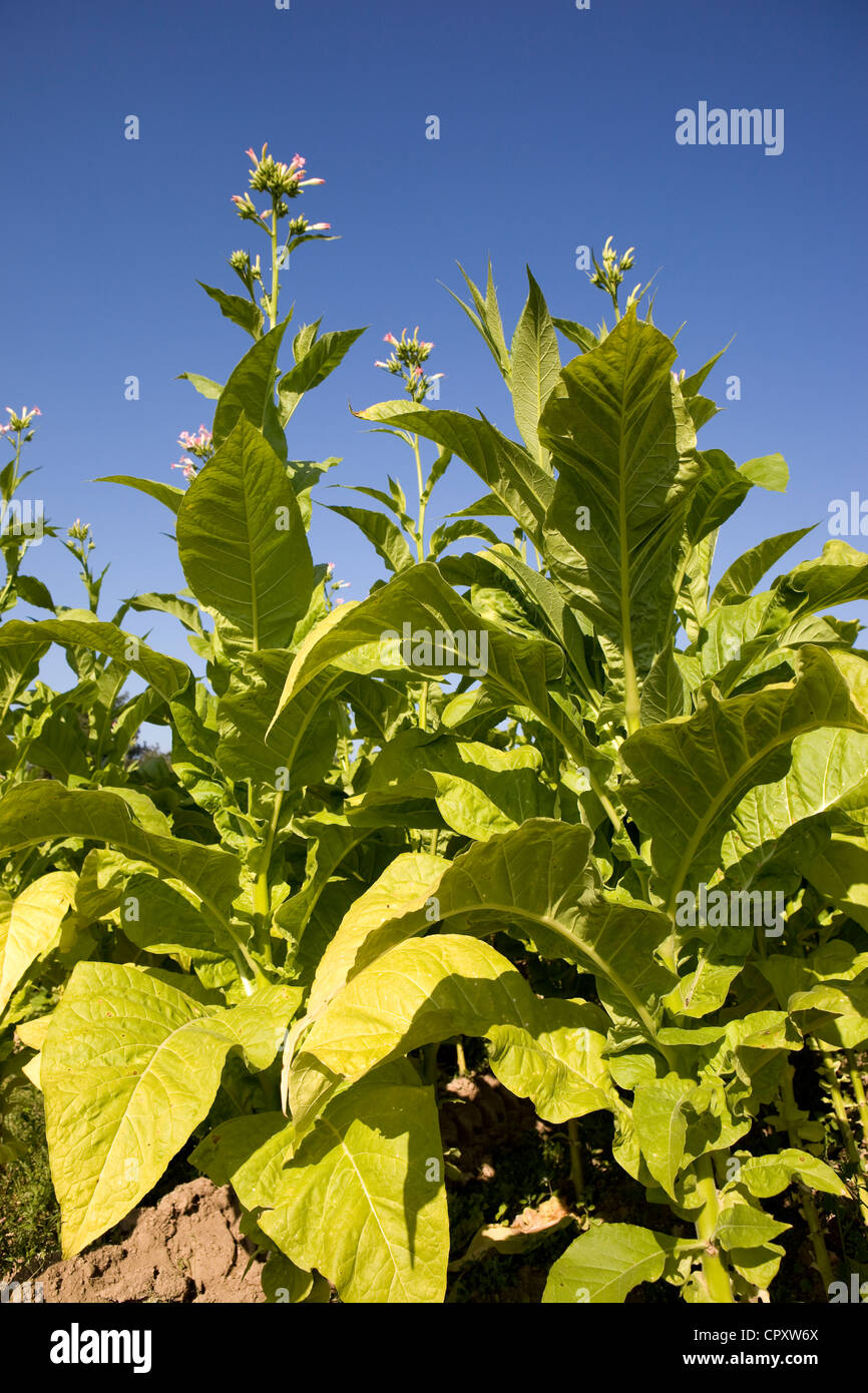 Burley tobacco hi-res stock photography and images - Alamy