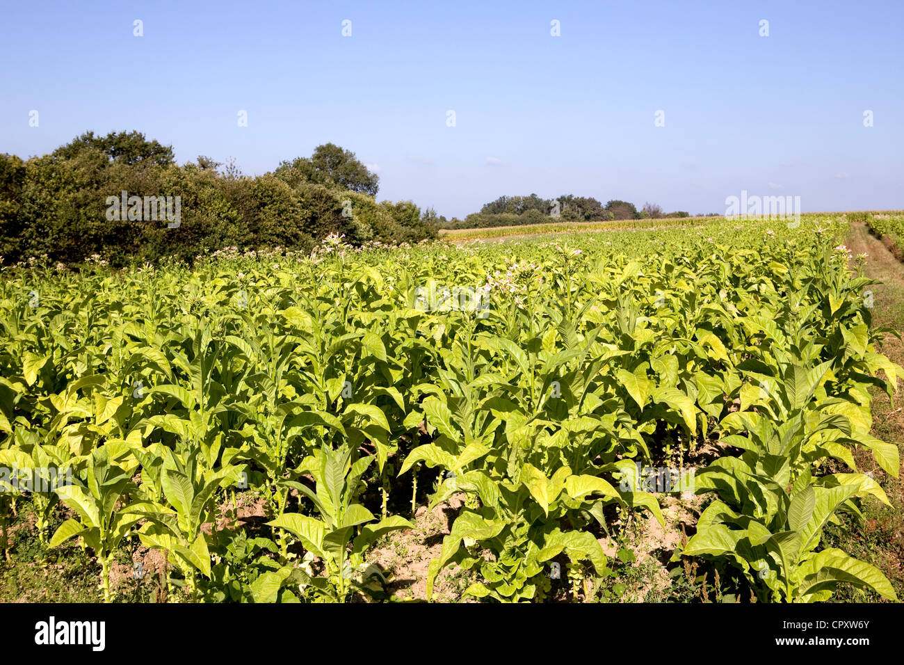 Burley tobacco hi-res stock photography and images - Alamy