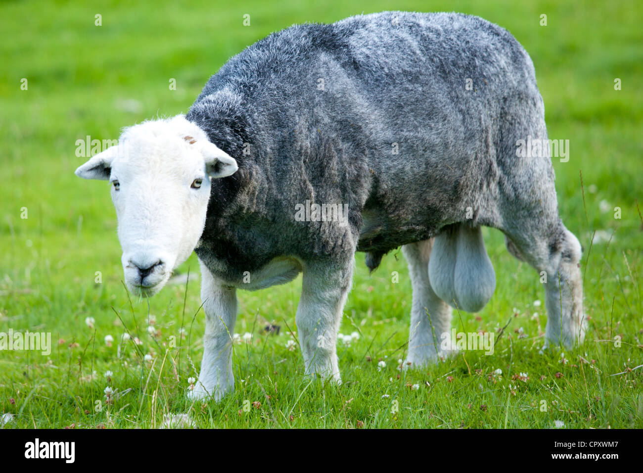 Traditional Herdwick sheep ram at Wastwater in the Lake District ...