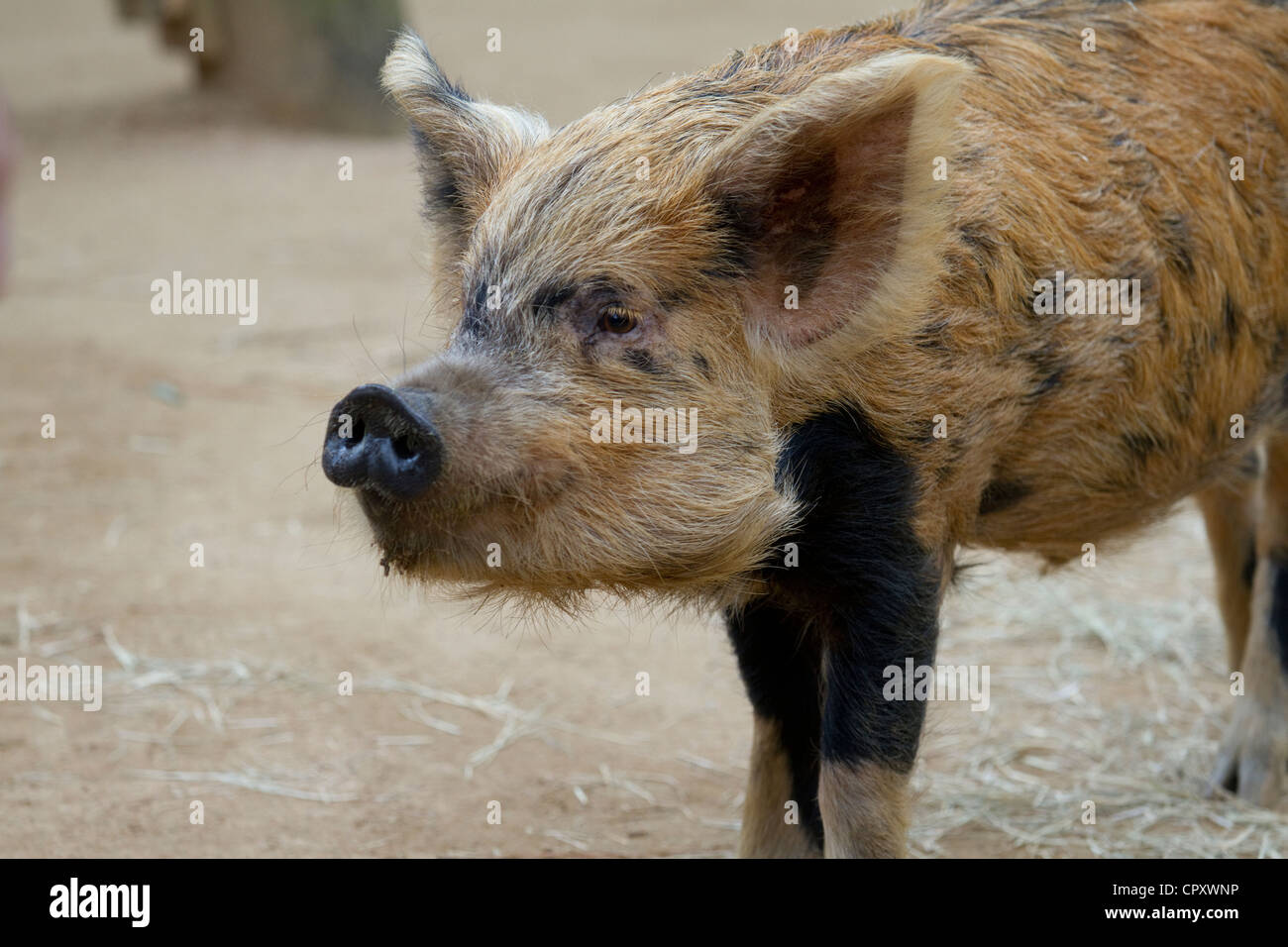 Hairy Pig High Resolution Stock Photography and Images - Alamy