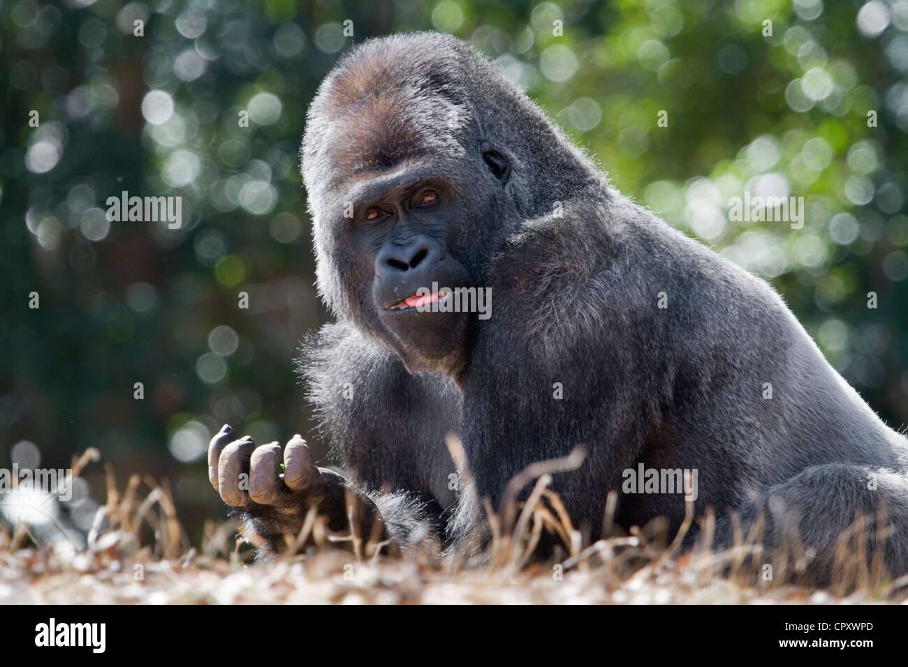 Western Lowland Gorilla Animal High Resolution Stock Photography and ...