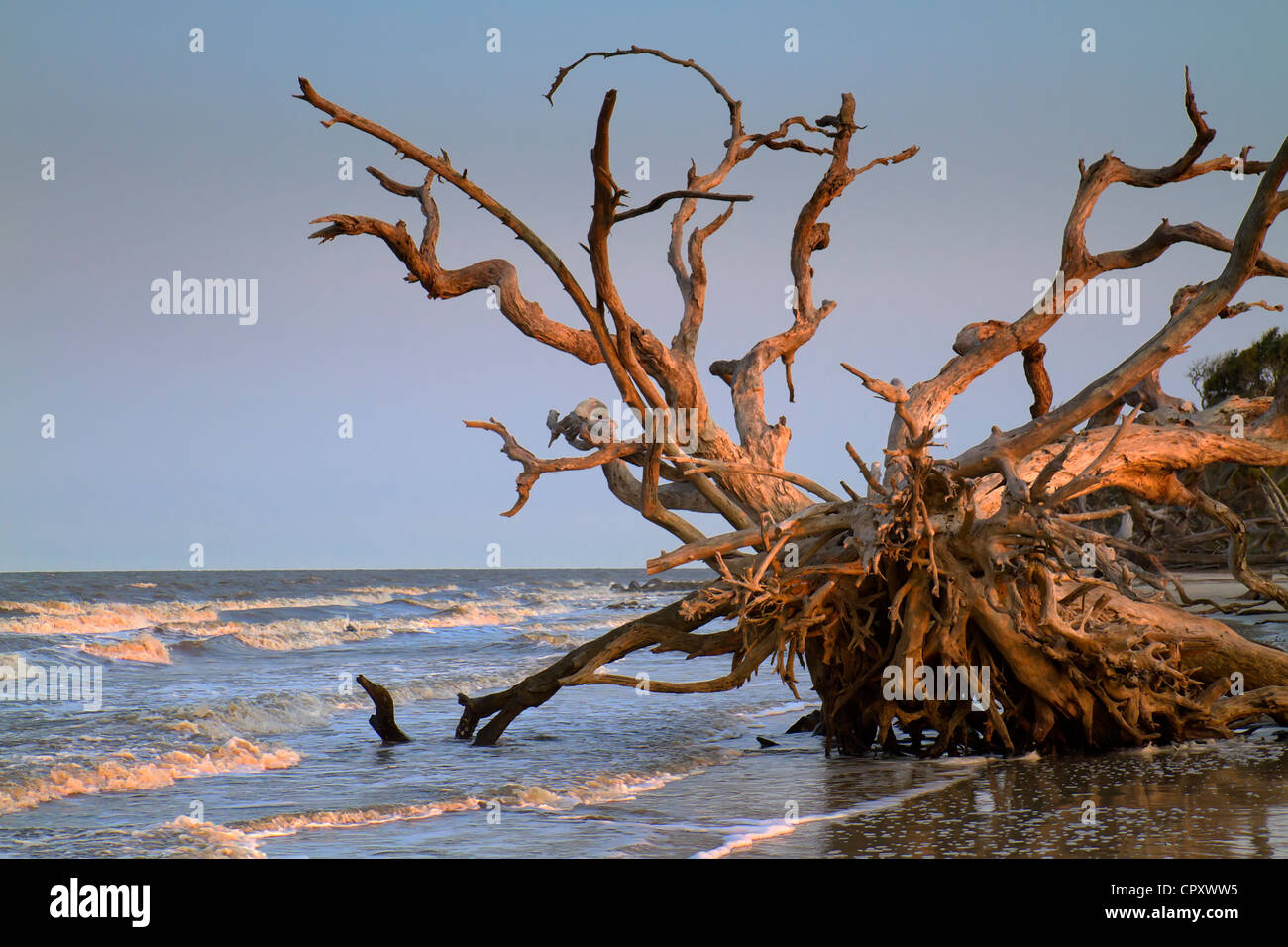 Drift wood during sunset Stock Photo - Alamy