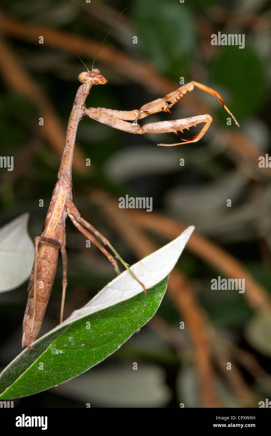 Praying mantis portrait hi-res stock photography and images - Alamy