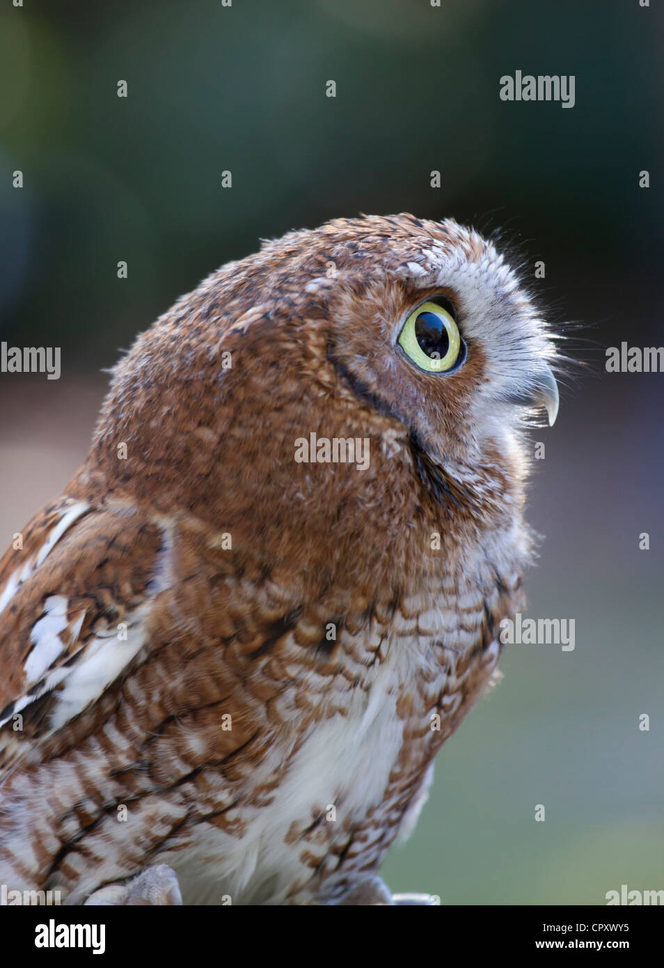 Megascops hi-res stock photography and images - Alamy