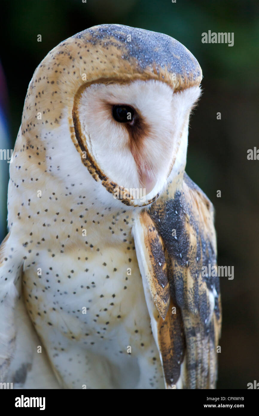 Barn owl owls hi-res stock photography and images - Alamy