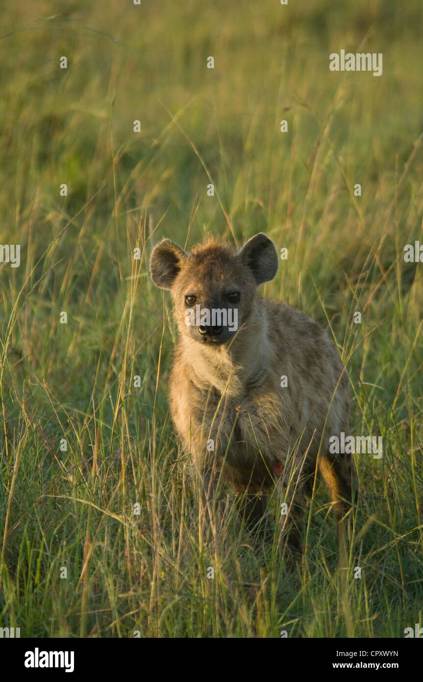Spotted hyena portrait hi-res stock photography and images - Alamy