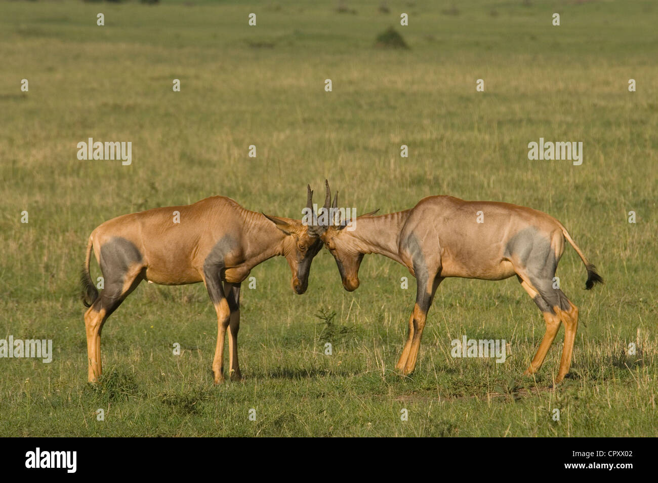Topi males sparring Stock Photo - Alamy