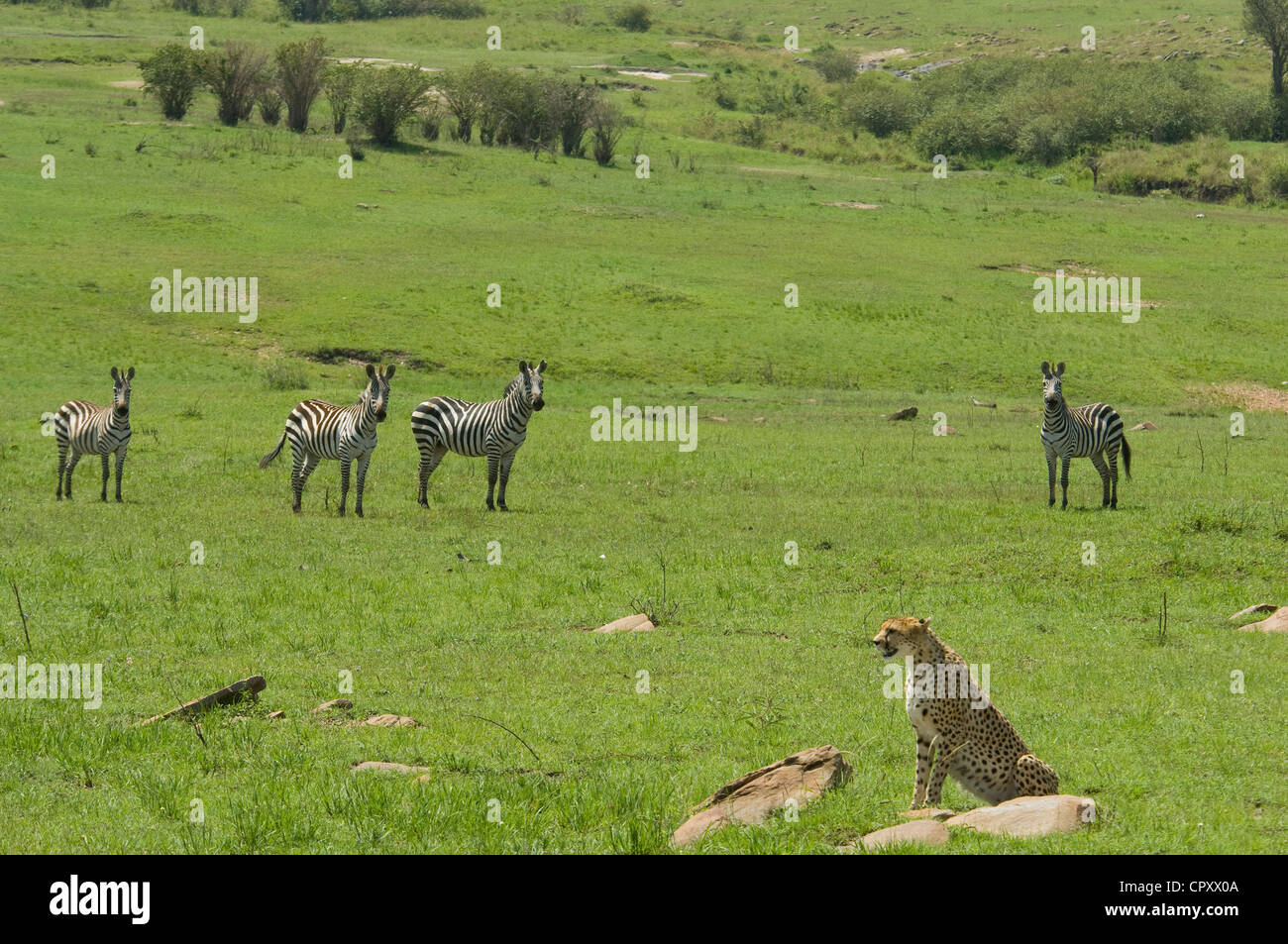 Cheetah sitting with zebras in background watching it Stock Photo - Alamy