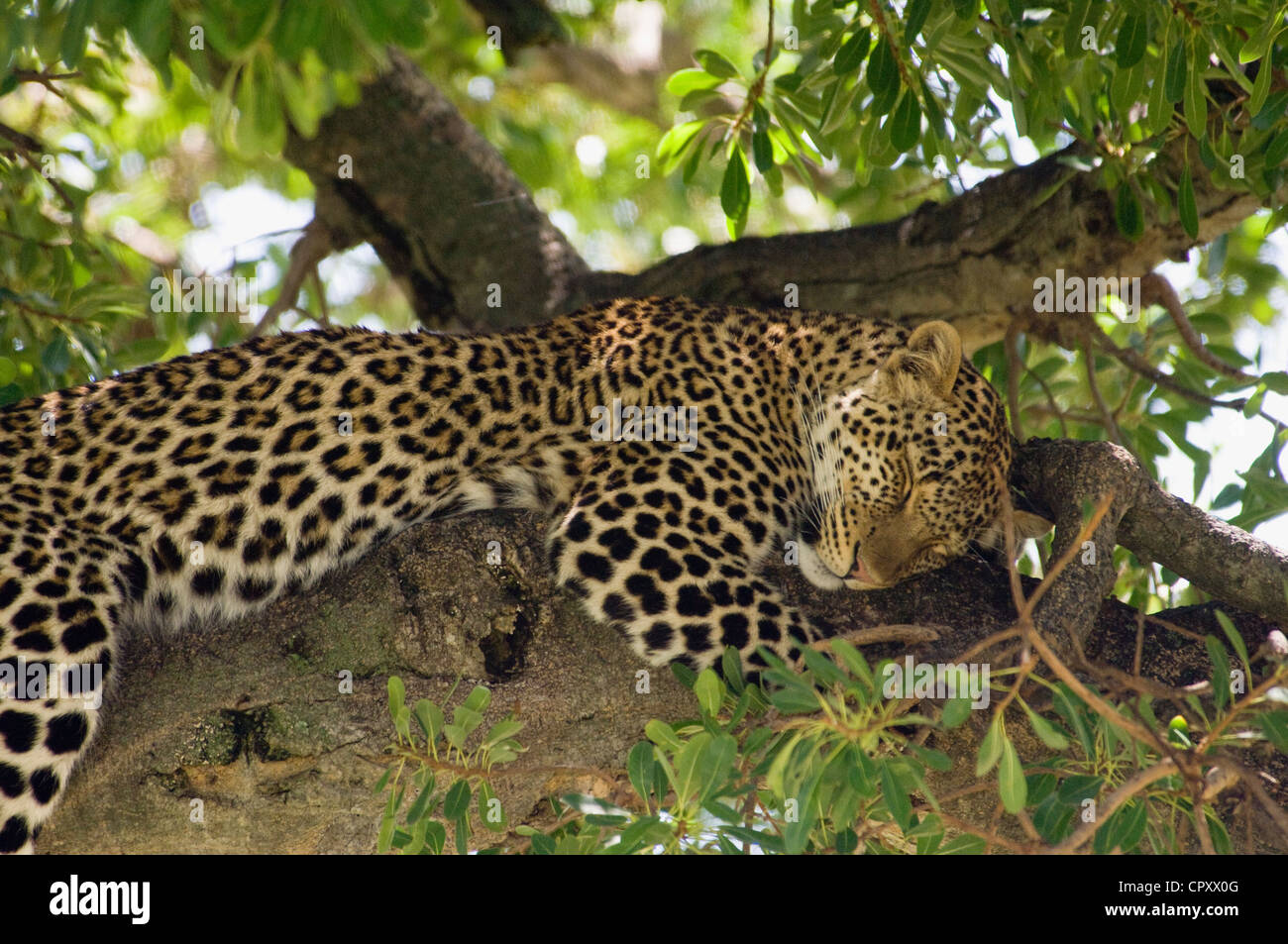 Leopard resting tree kenya hi-res stock photography and images - Alamy