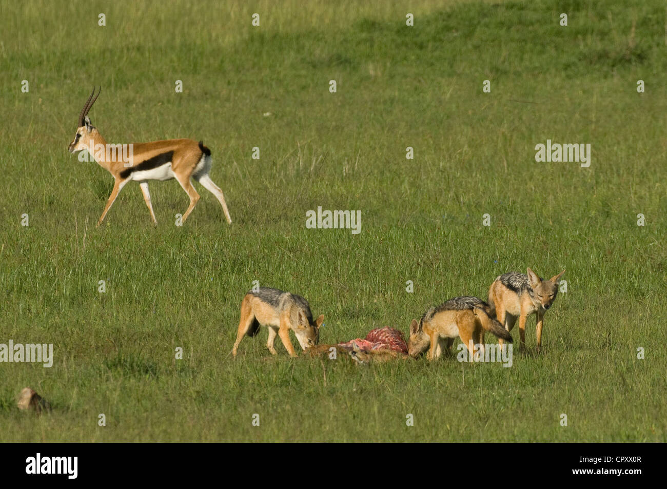 Black-backed jackals eating kill of Thomson's gazelle-Male gazelle walking in background Stock ...