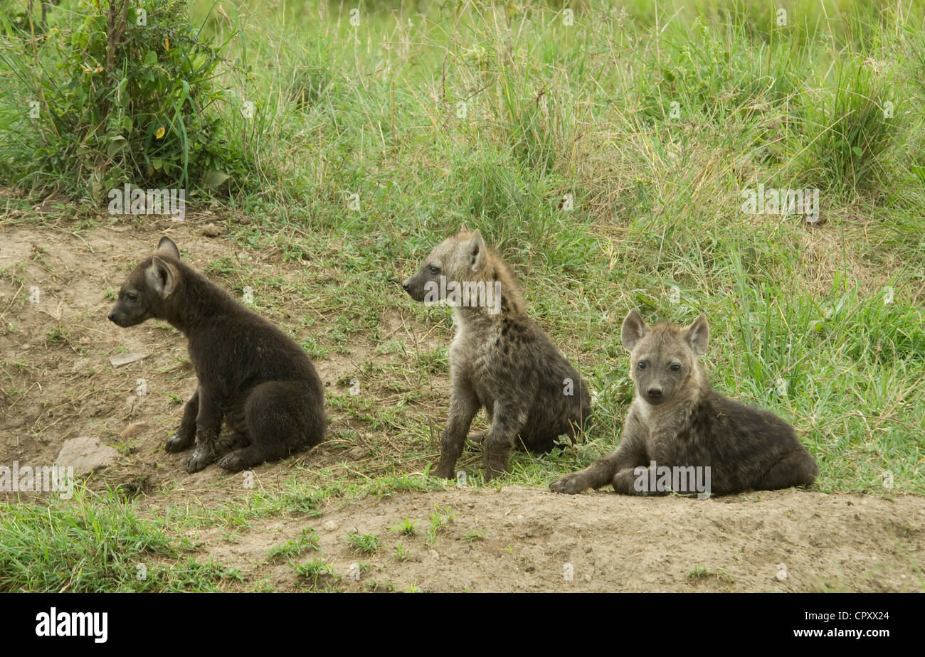 Hyena pups near den Stock Photo - Alamy