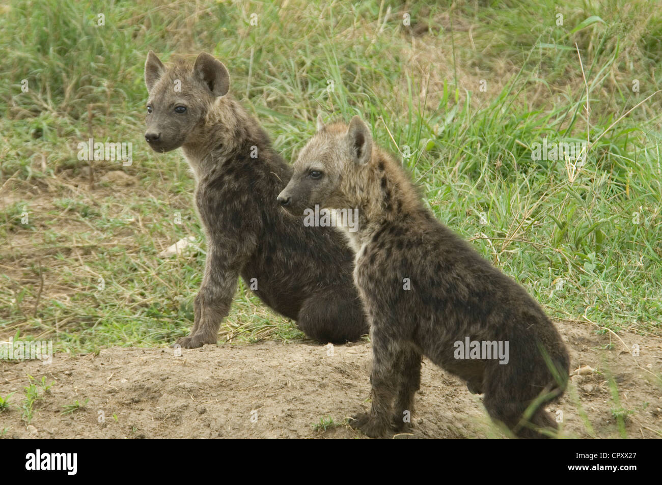Hyena pups near den Stock Photo - Alamy