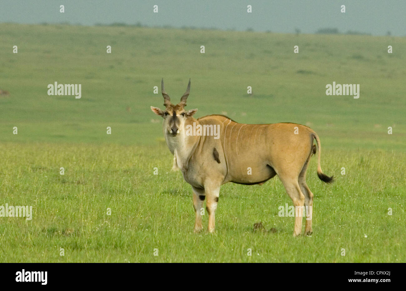 Eland standing in plains Stock Photo - Alamy