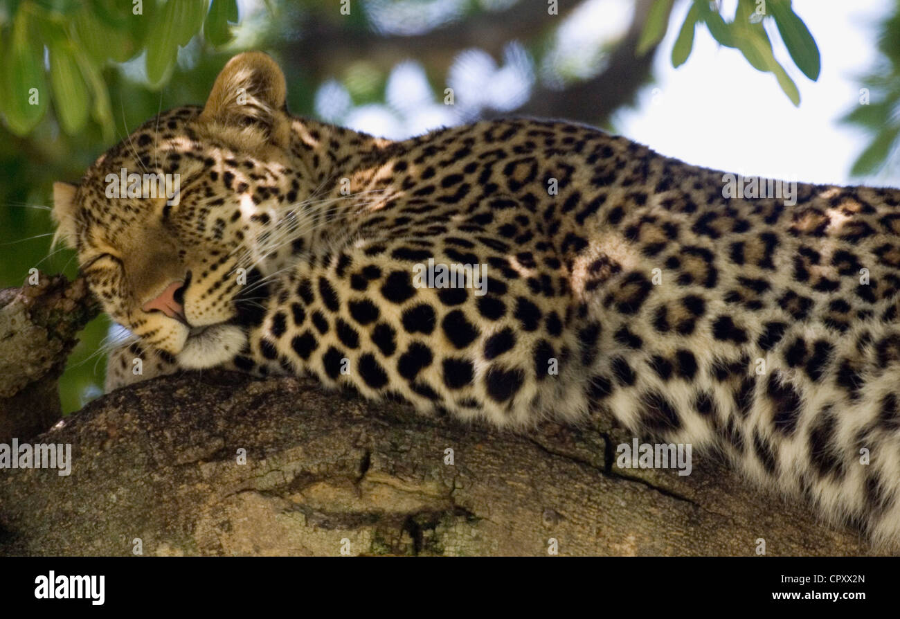 Leopard lying in tree Stock Photo - Alamy