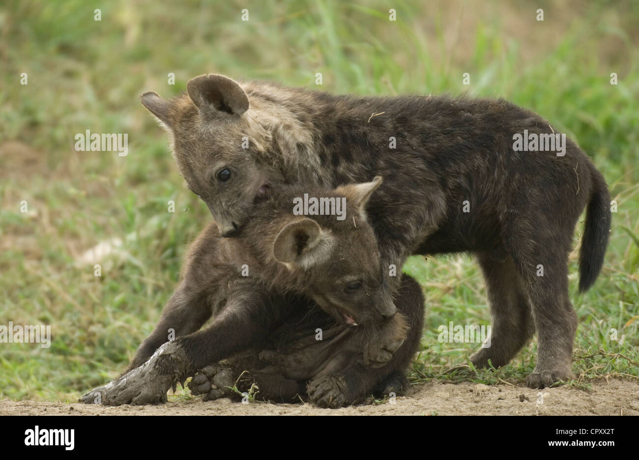 Hyena pups playing by den Stock Photo - Alamy