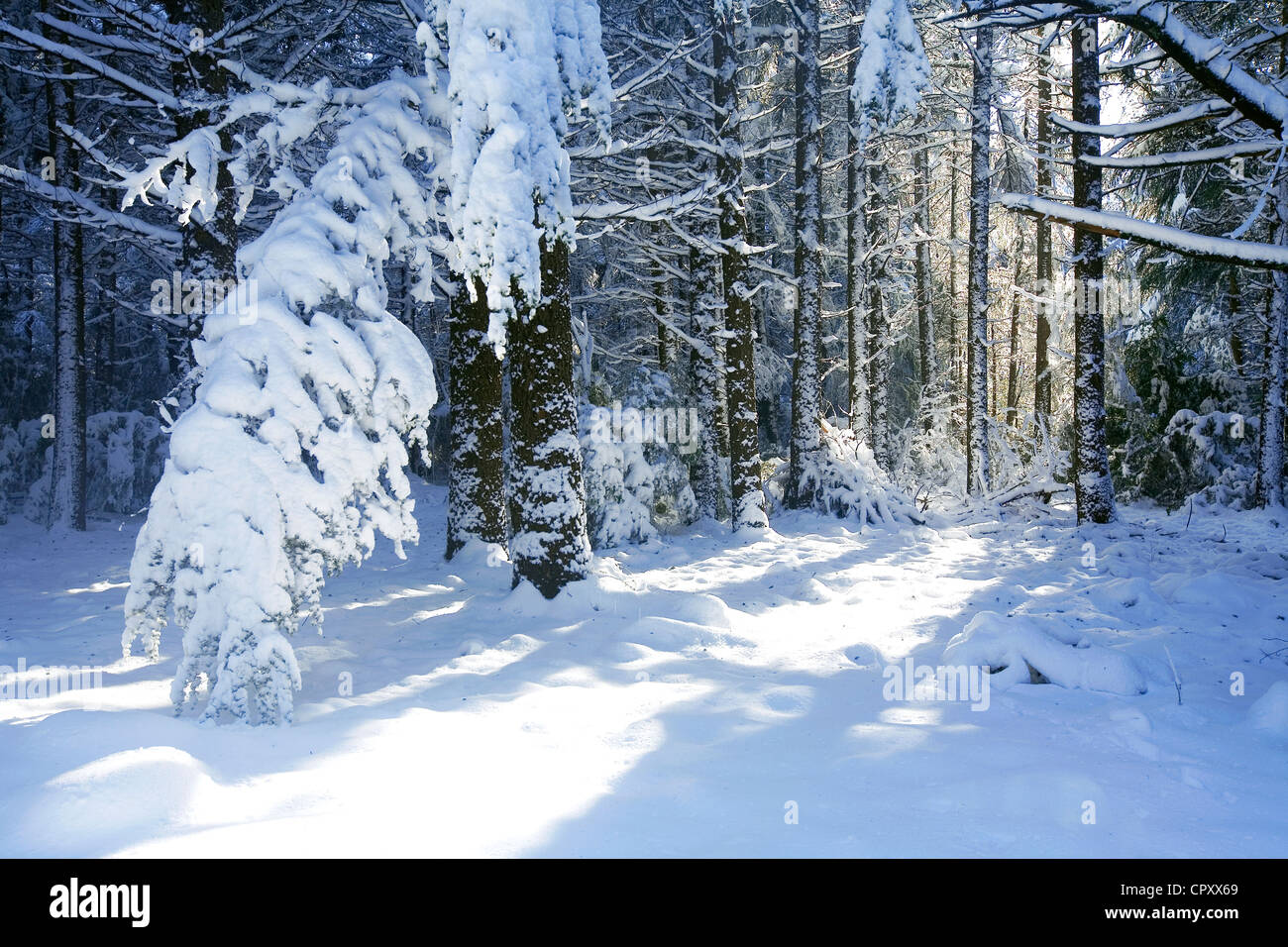 France, Vaucluse, Luberon, Petit Luberon, the Cedar forest under the ...
