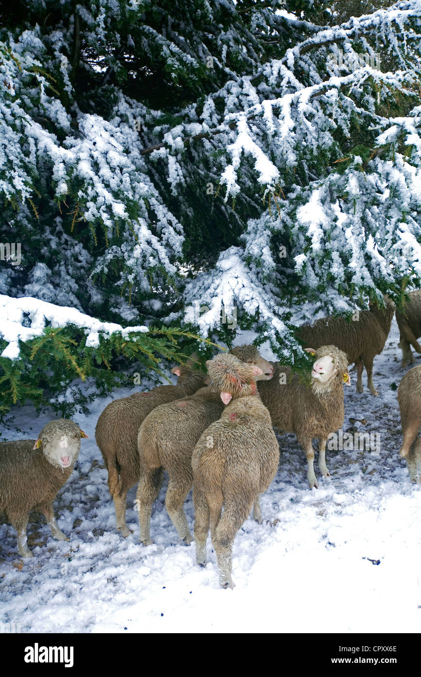 France, Vaucluse, Luberon, Petit Luberon, Plateau of the Cedar forest ...