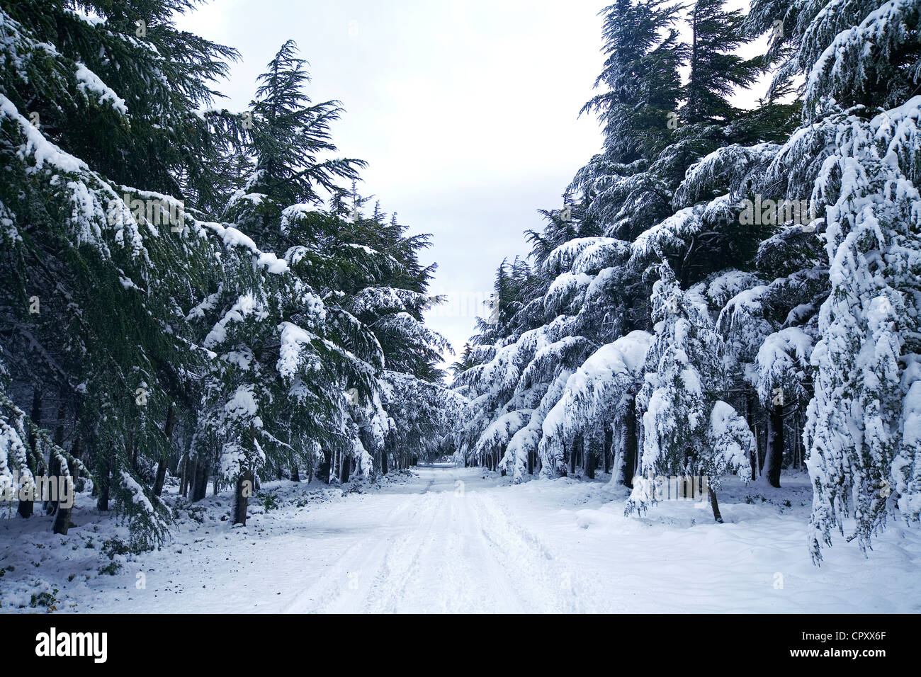France, Vaucluse, Luberon, Petit Luberon, the Cedar forest under the ...