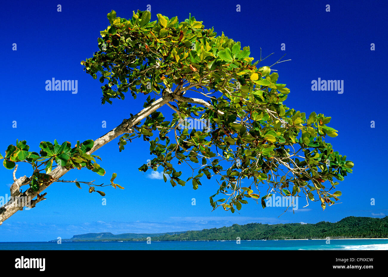 Dominican Republic, Samana province, beach El Rincon, tree in front of ...
