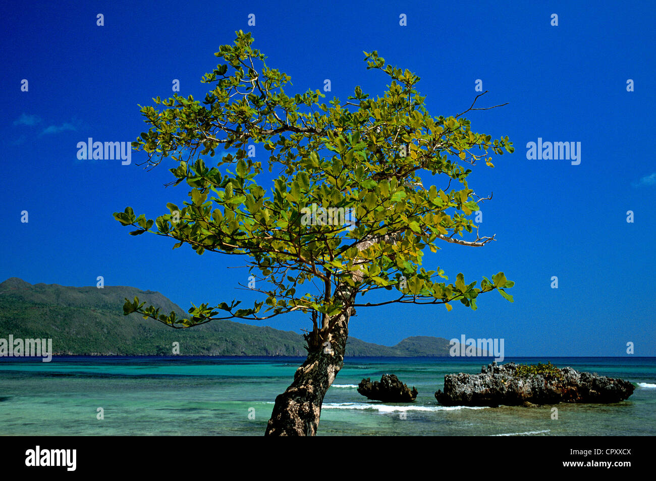 Dominican Republic, Samana province, Playa El Rincon, tree in front of ...