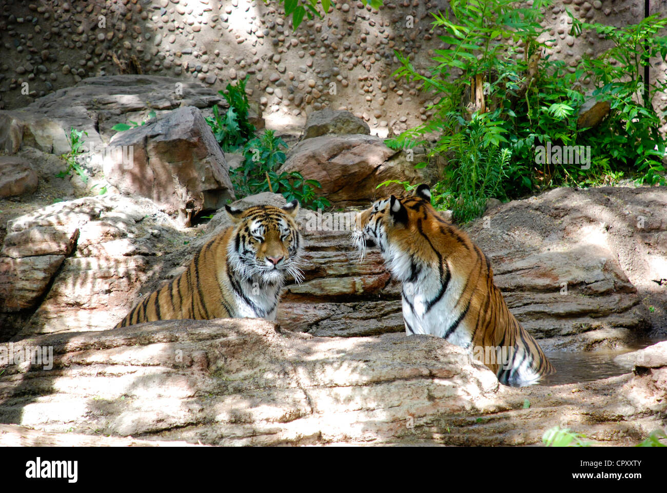 Two tigers enjoying a bath to cool off from the hot sun Stock Photo - Alamy