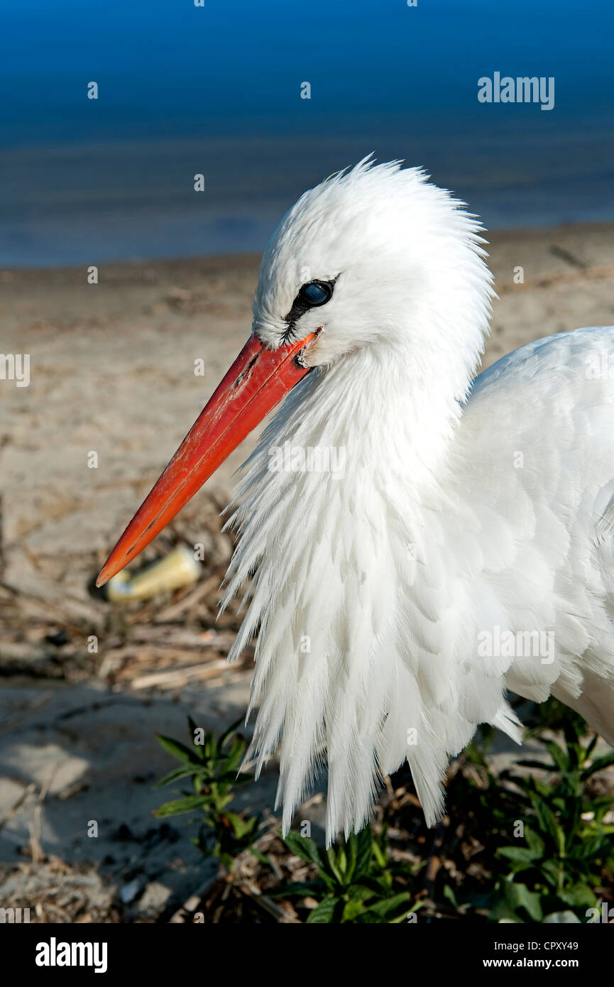 Lithuania wildlife hi-res stock photography and images - Alamy