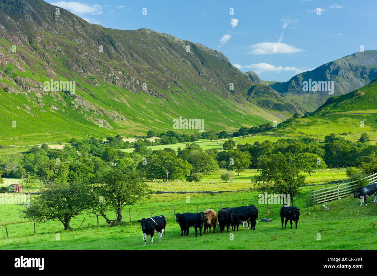 Cumbrian cattle hi-res stock photography and images - Alamy