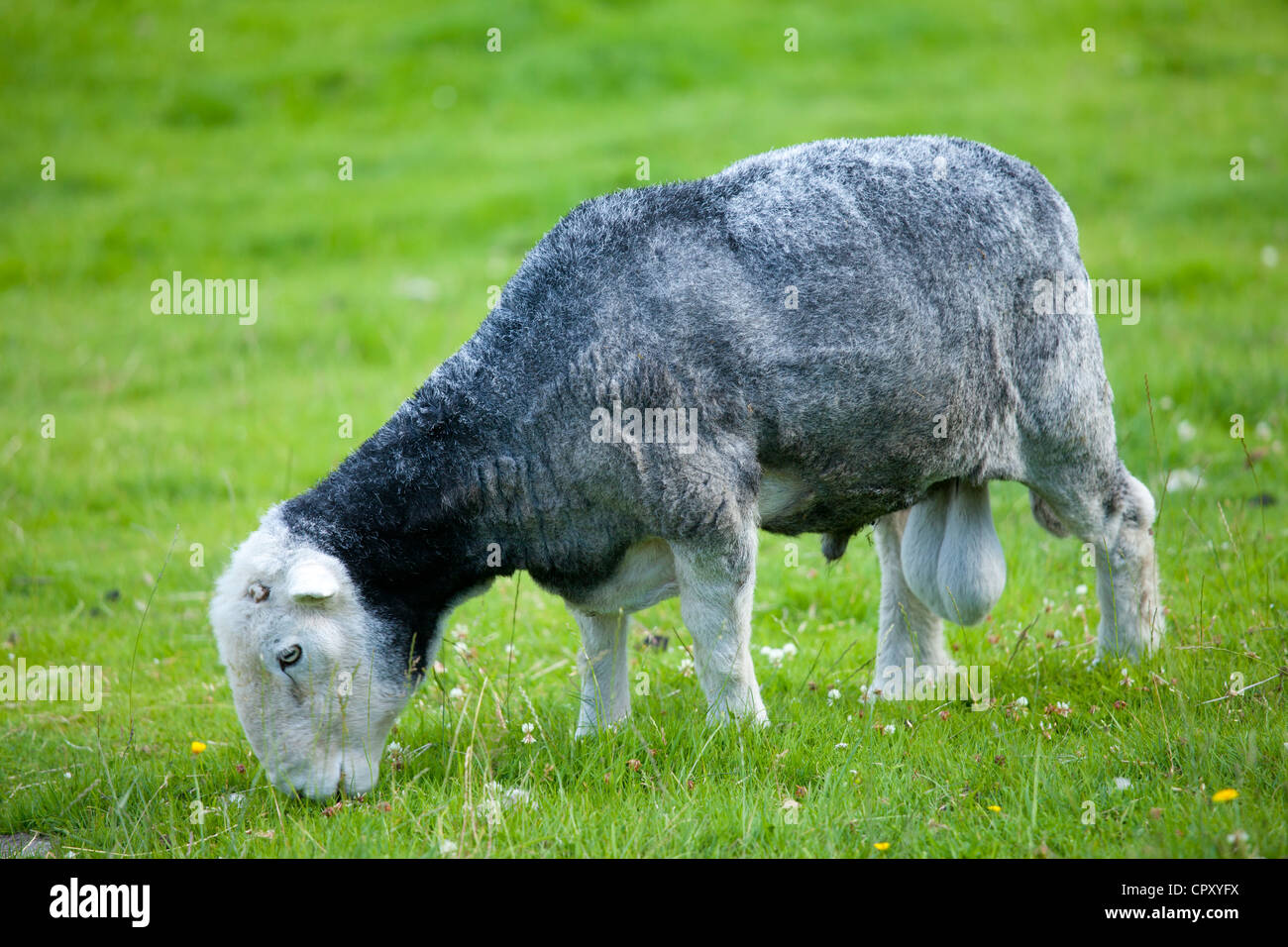 Traditional Herdwick sheep at Wastwater in the Lake District National ...