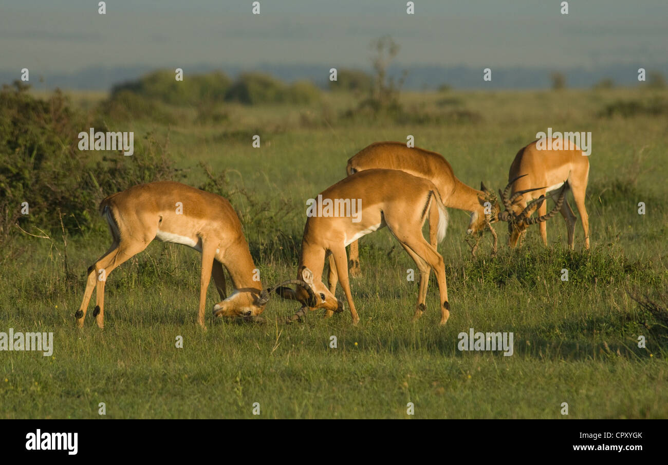 Impala bucks sparring Stock Photo - Alamy