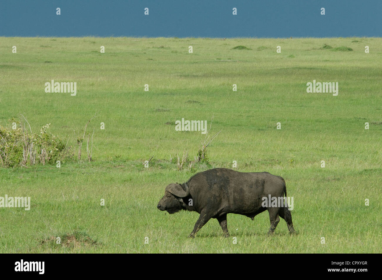 Cape buffalo bull walking in plains Stock Photo - Alamy