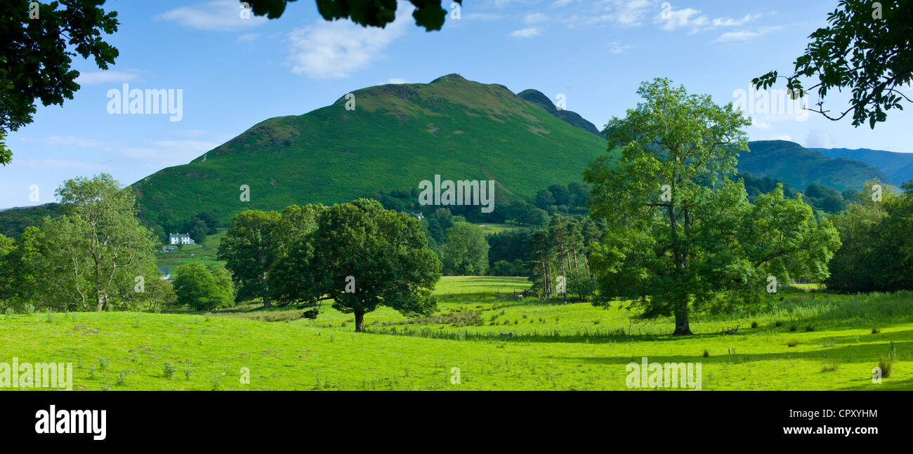 Ash tree by Catbells mountain in Cumbrian mountain range at Stair near ...
