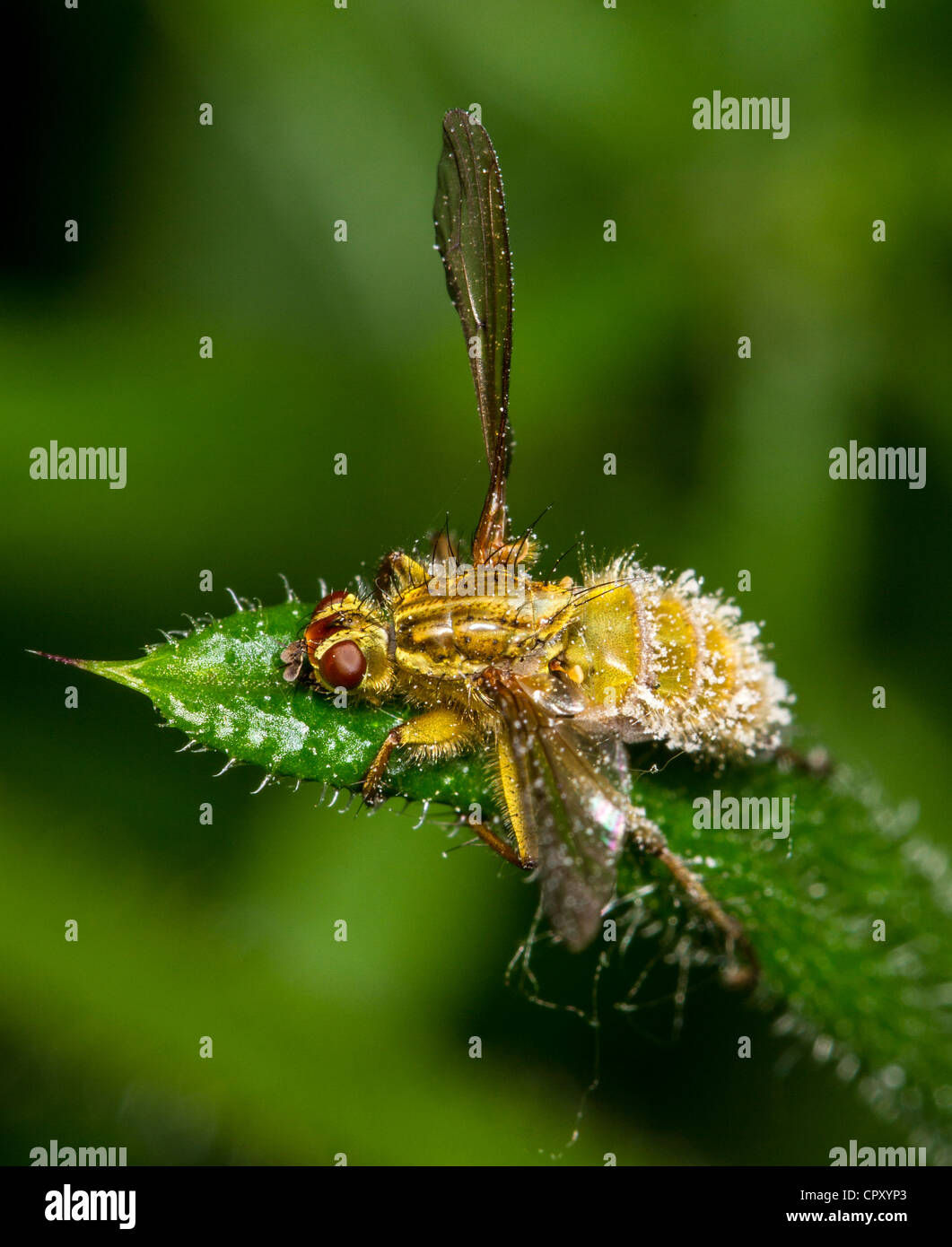 Entomopathic fungus hi-res stock photography and images - Alamy