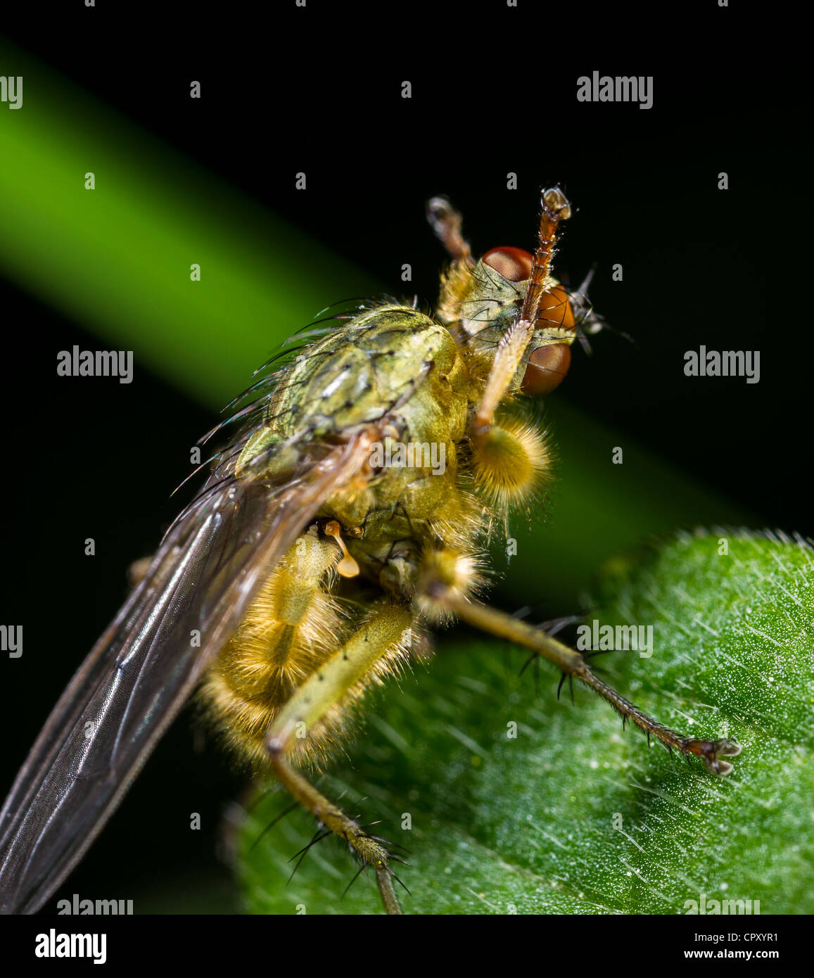 Common yellow or golden dung-fly (Scathophaga stercoraria) grooming ...