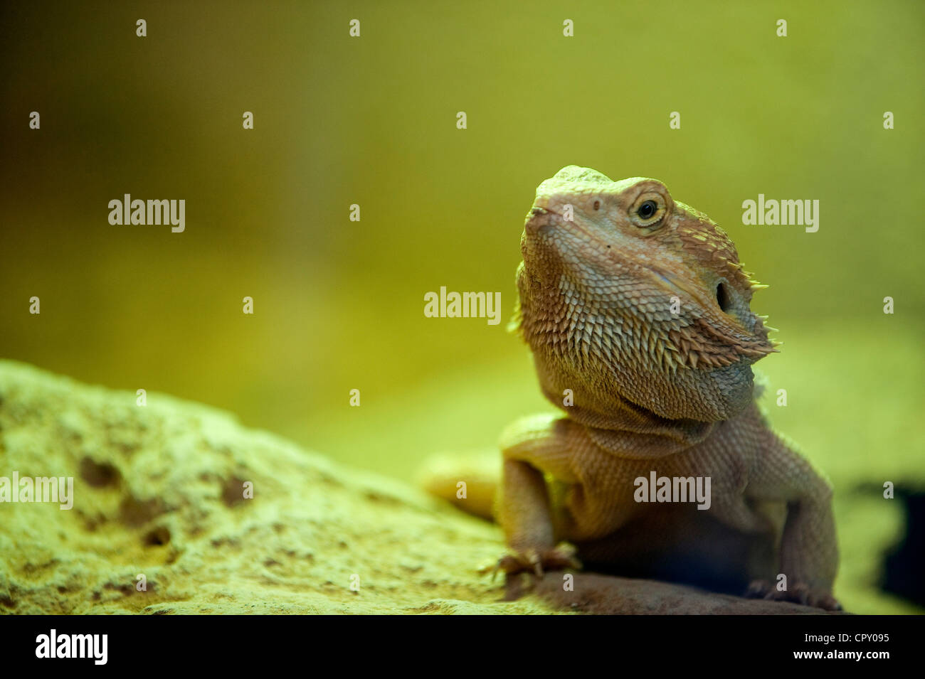 Pogona vitticeps hi-res stock photography and images - Alamy