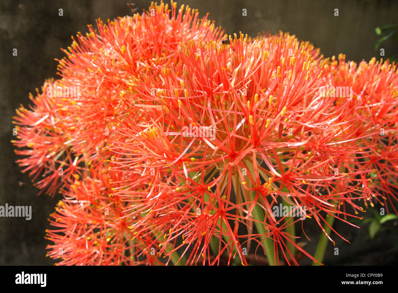 Blood Flower, Katherine Wheel (Haemanthus multiflorus katharinae Stock ...