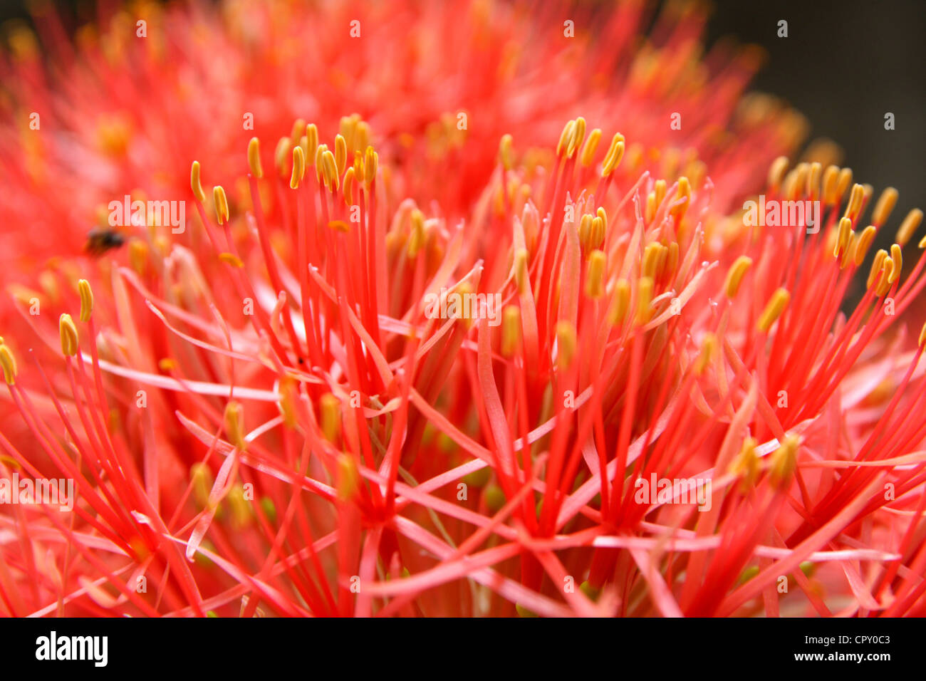 Blood Flower, Katherine Wheel (Haemanthus multiflorus katharinae Stock ...