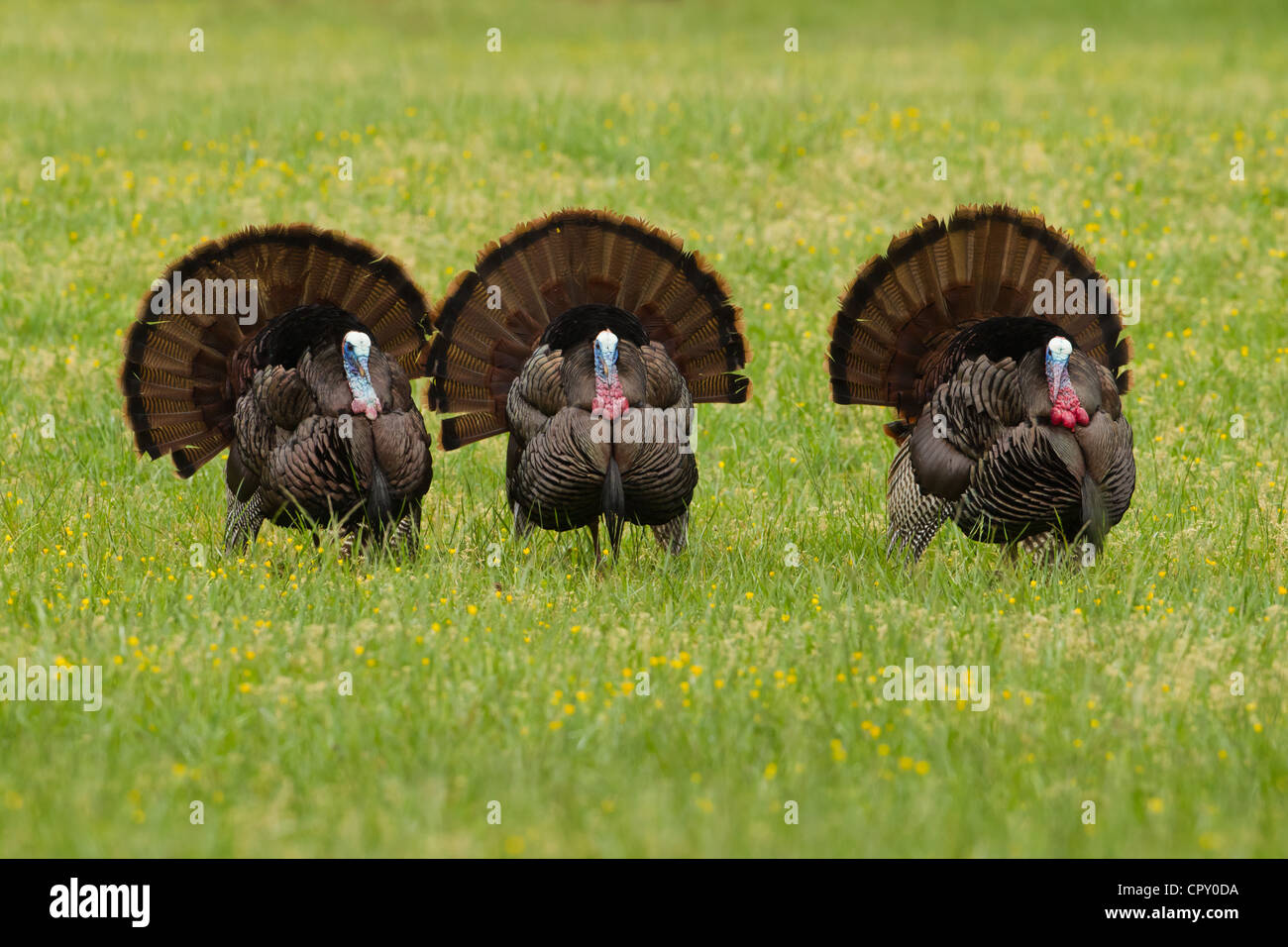 Turkey gobbler hi-res stock photography and images - Alamy