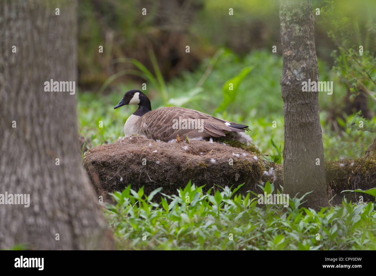 Bird woods hi-res stock photography and images - Alamy