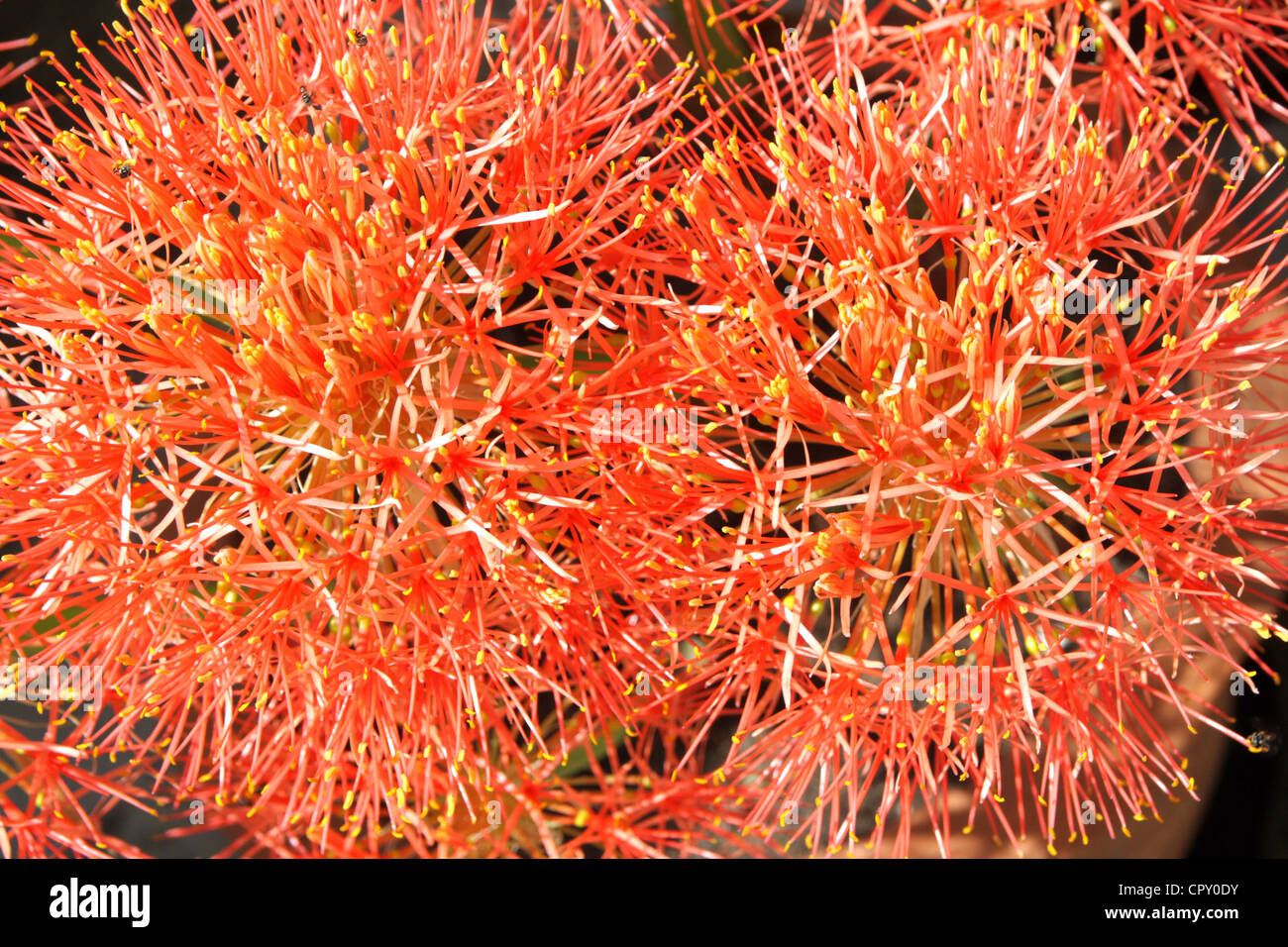 Blood Flower, Katherine Wheel (Haemanthus multiflorus katharinae Stock ...