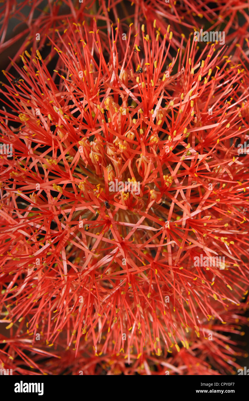 Blood Flower, Katherine Wheel (Haemanthus multiflorus katharinae Stock ...