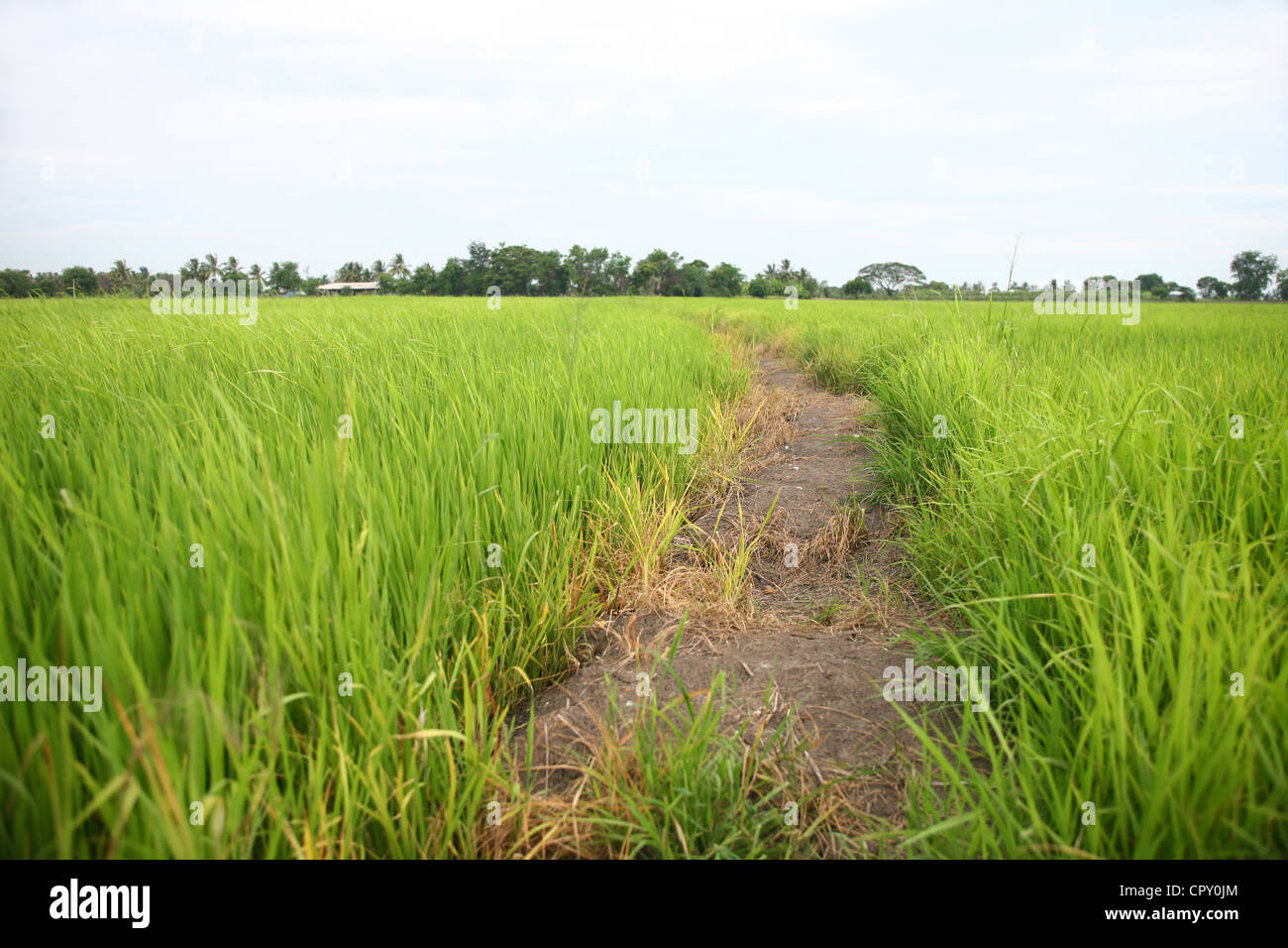 Lush green rice farm hi-res stock photography and images - Alamy