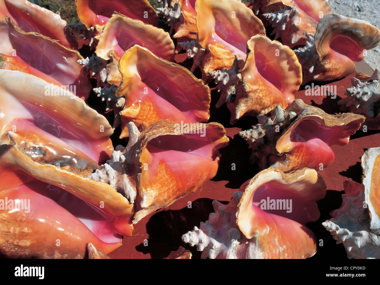 France, Guadeloupe (French West Indies), shells Stock Photo - Alamy