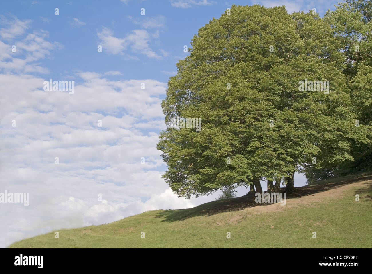 A rich tree at the edge of the forest and a beautiful summer cloudy sky ...