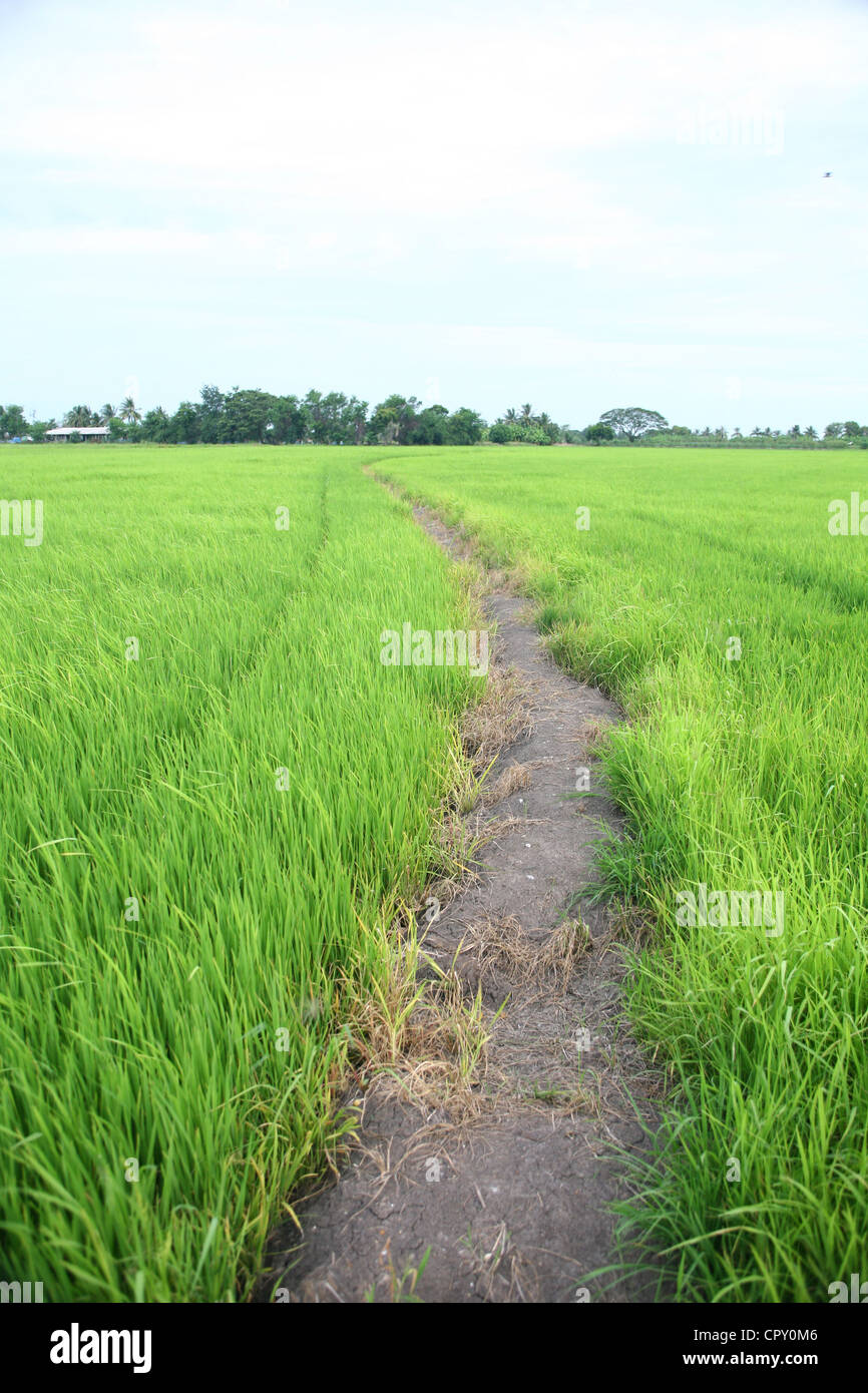 the way in green farm rice Stock Photo - Alamy