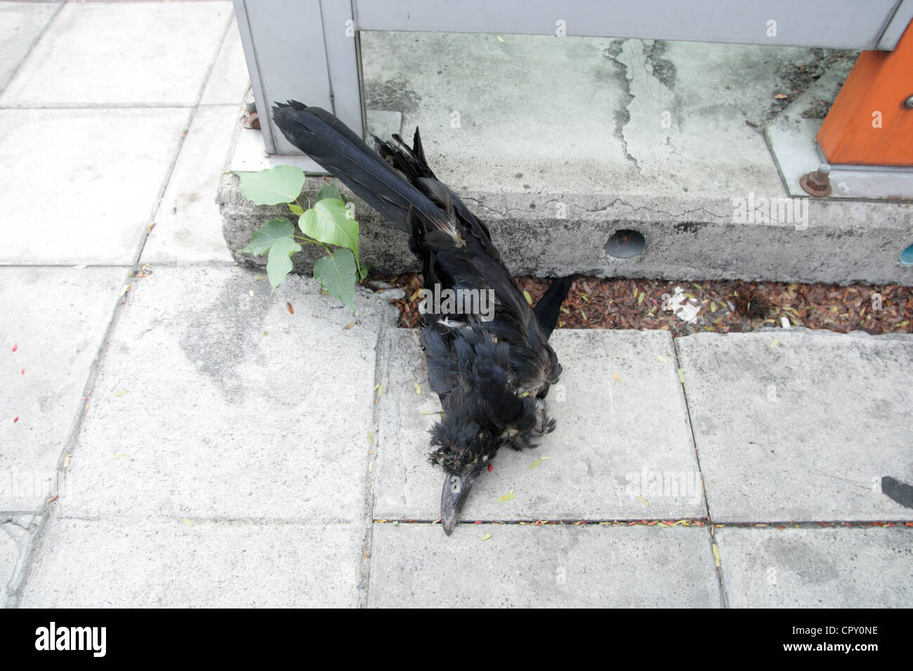 Dead crow hi-res stock photography and images - Alamy