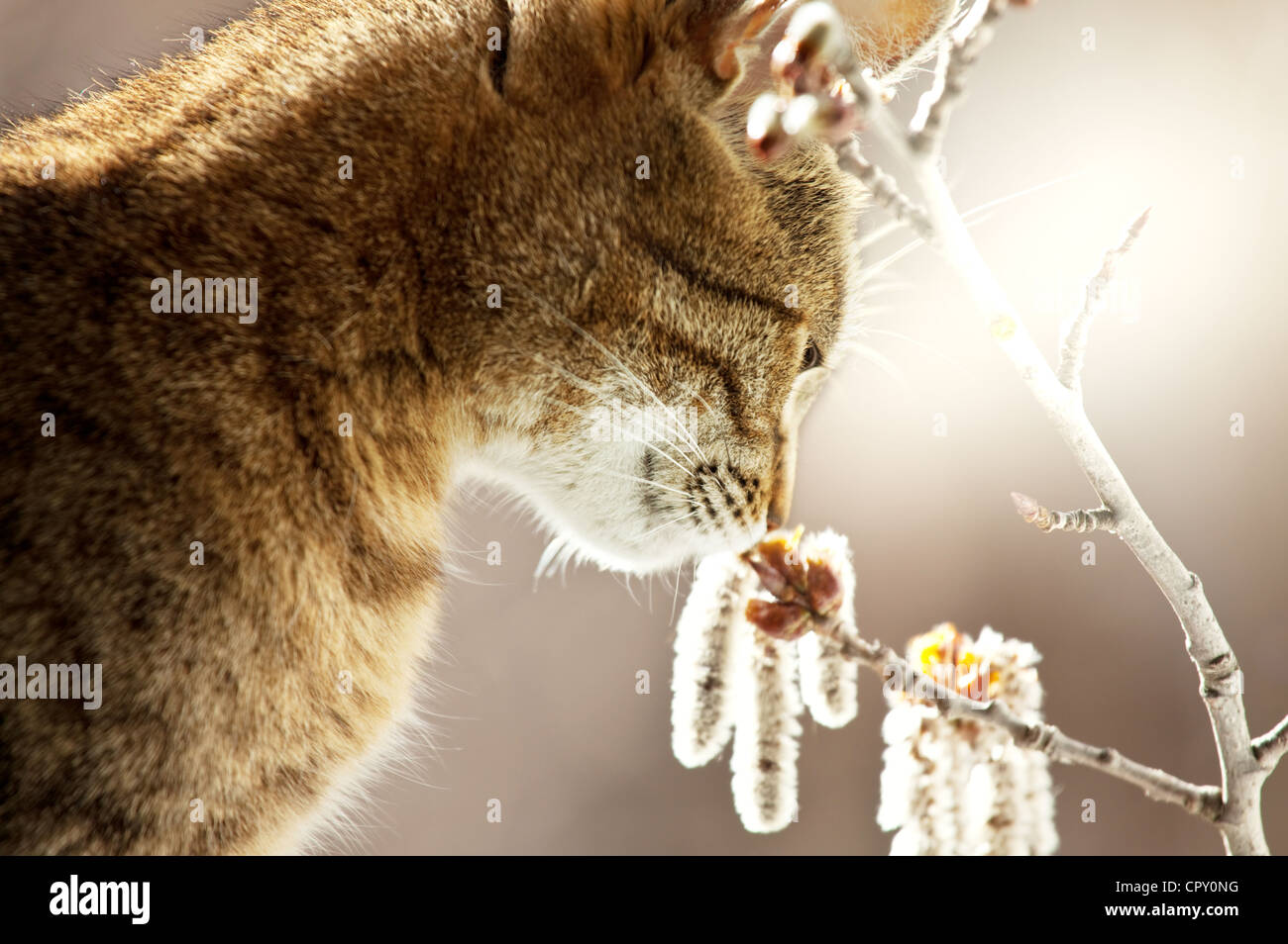 Willow kitty hi-res stock photography and images - Alamy